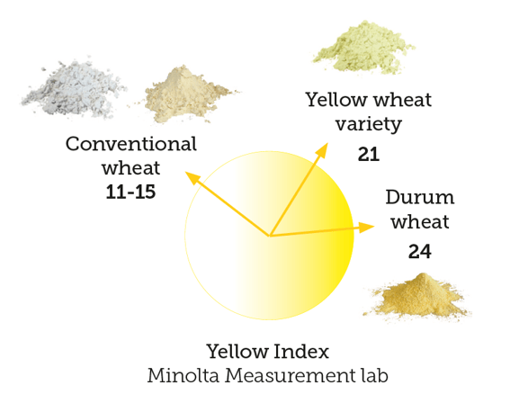 Yellow wheat flour: our unique innovation from our integrated chain